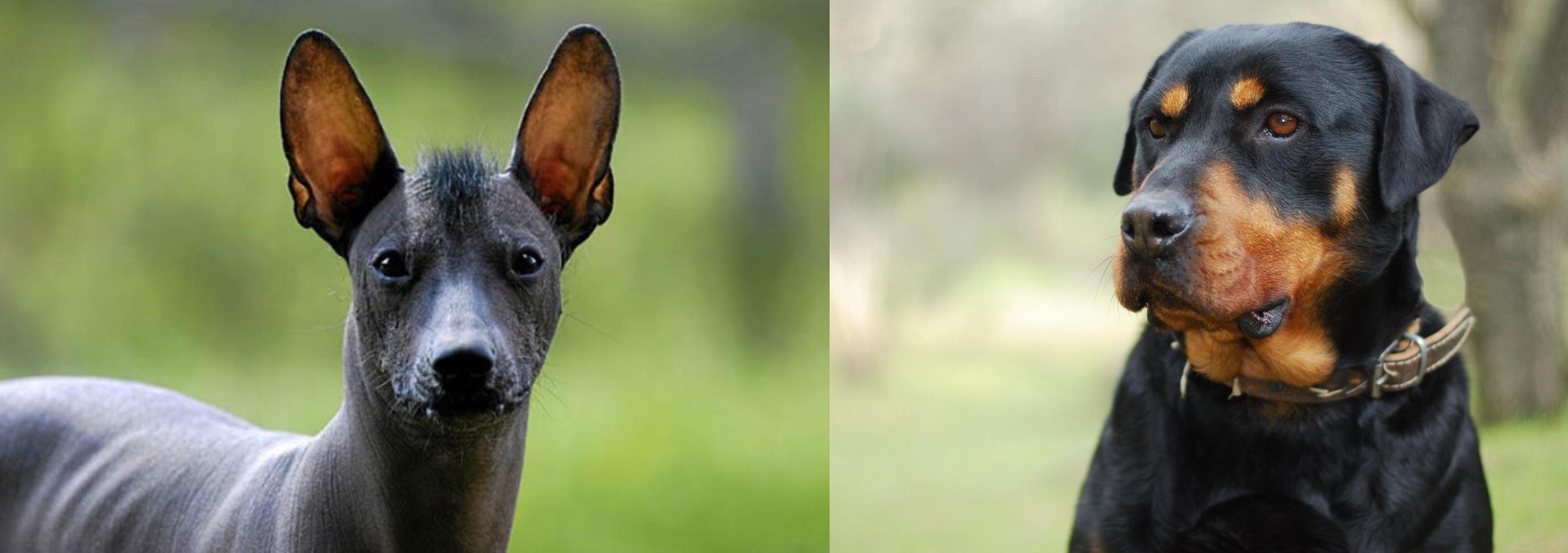 Mexican Hairless vs Rottweiler - Breed Comparison