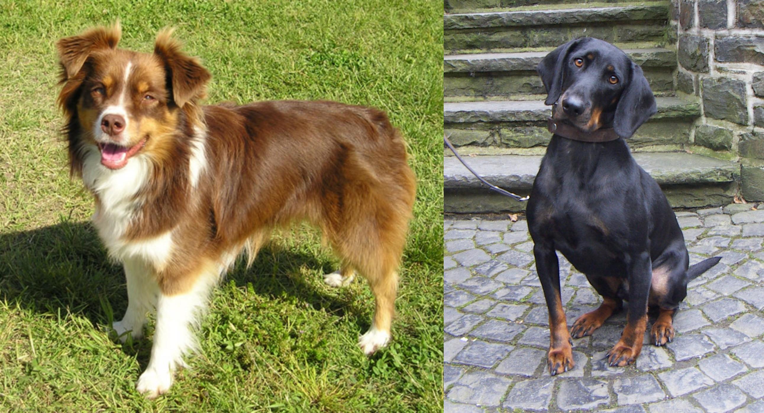 Miniature Australian Shepherd vs Austrian Black and Tan Hound - Breed ...