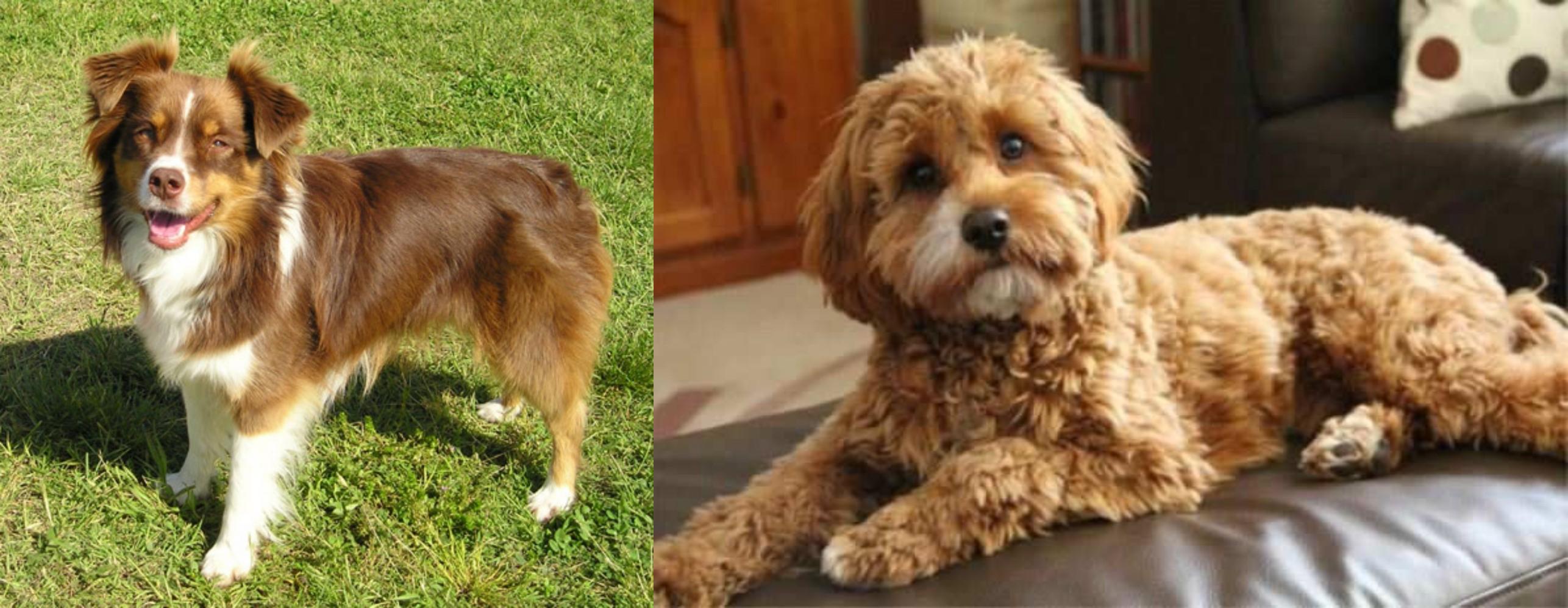 Miniature Australian Shepherd vs Cavapoo - Breed Comparison