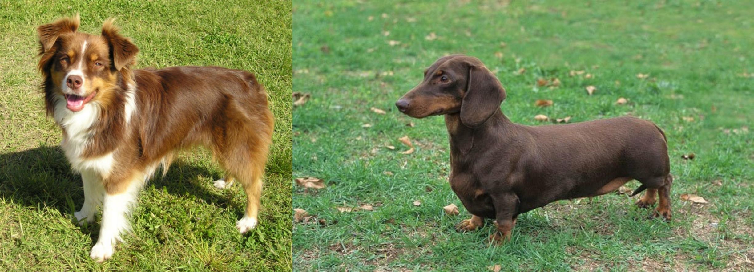 Miniature Australian Shepherd vs Dachshund - Breed Comparison