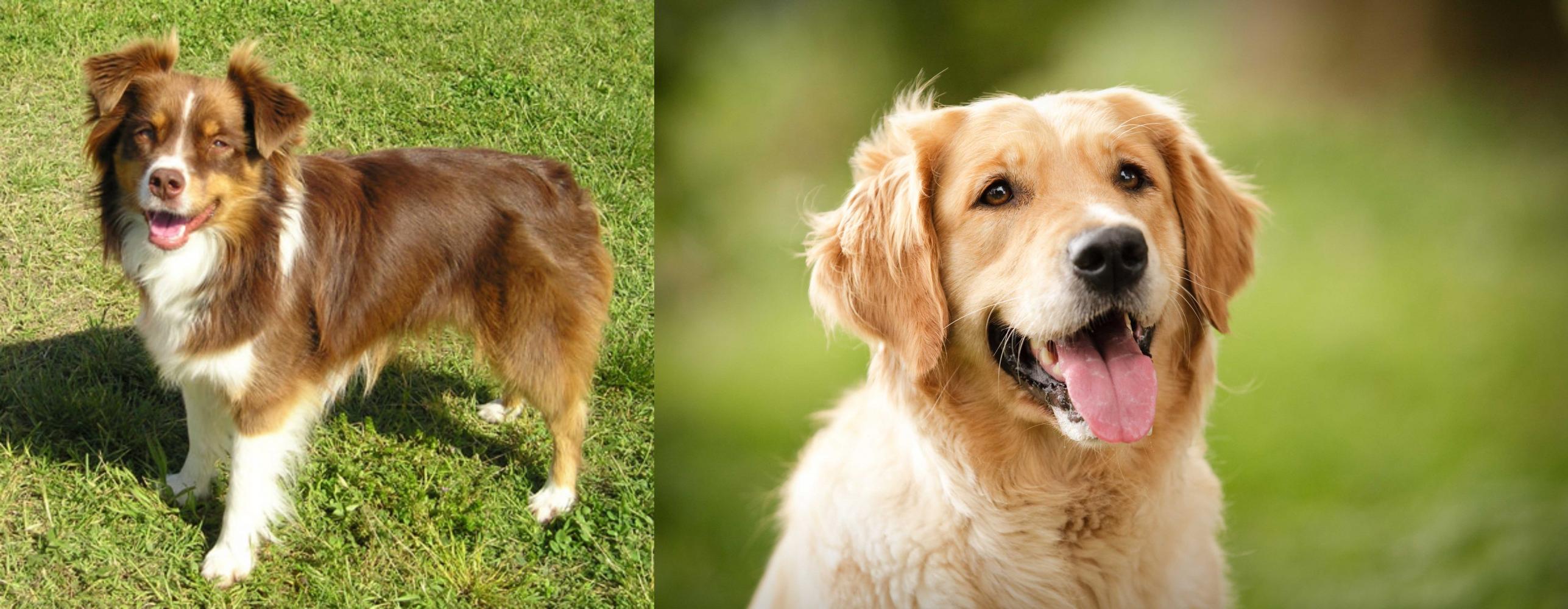 Miniature Australian Shepherd vs Golden Retriever - Breed Comparison