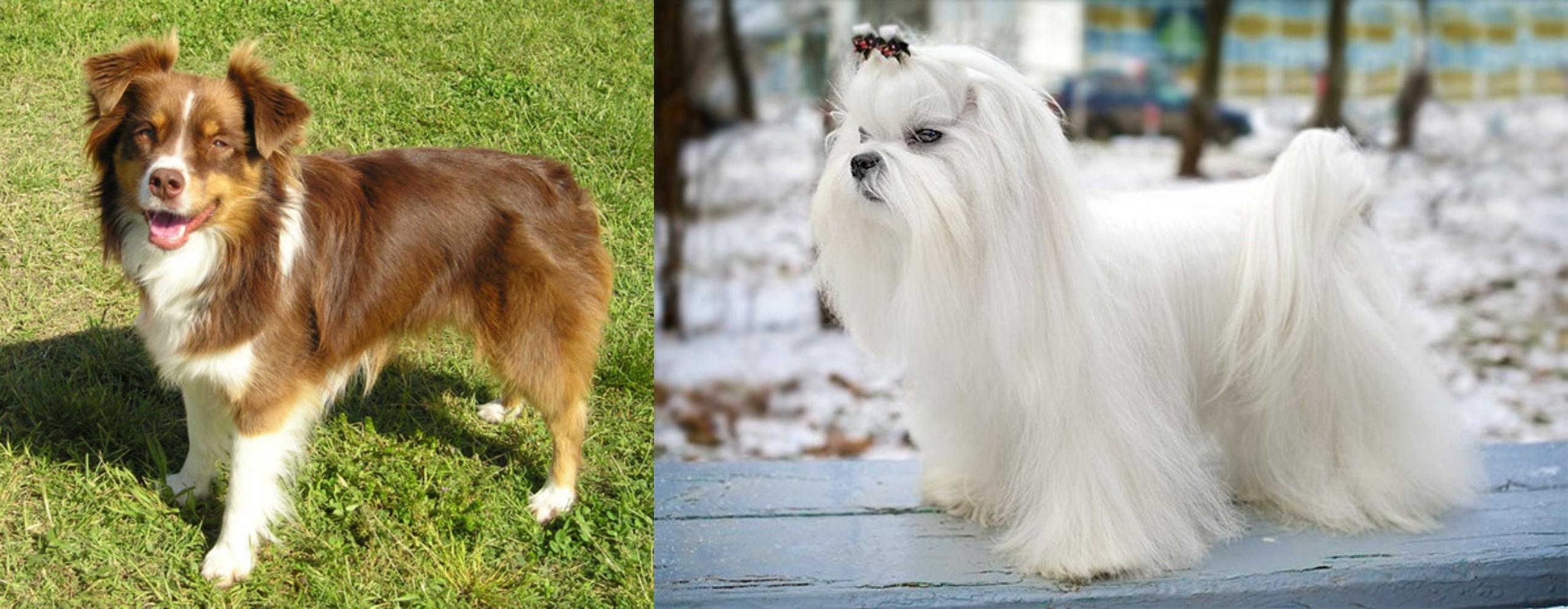 Miniature Australian Shepherd vs Maltese - Breed Comparison