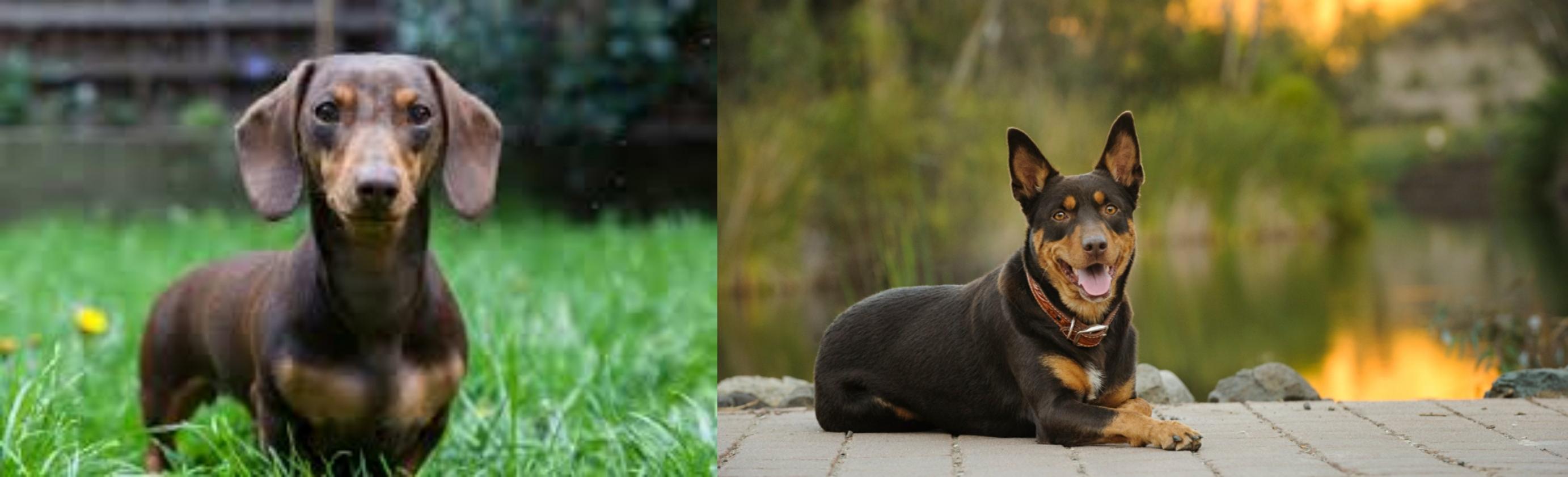 Miniature Dachshund vs Australian Kelpie - Breed Comparison