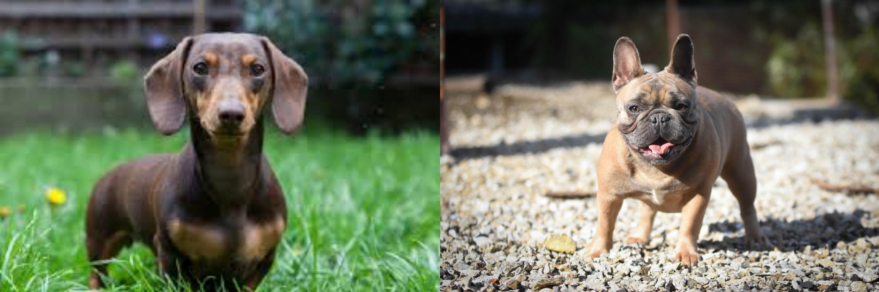 Miniature Dachshund vs French Bulldog - Breed Comparison