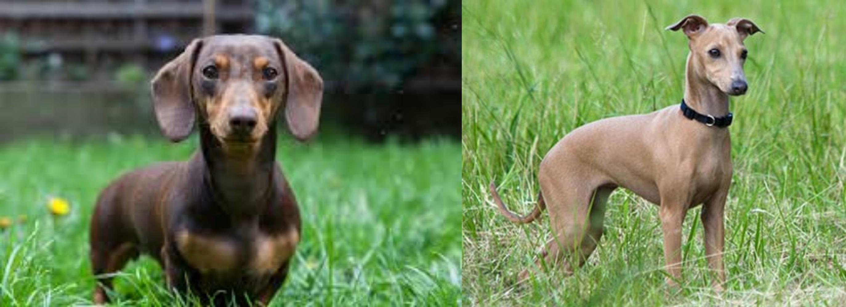 Miniature Dachshund vs Italian Greyhound - Breed Comparison
