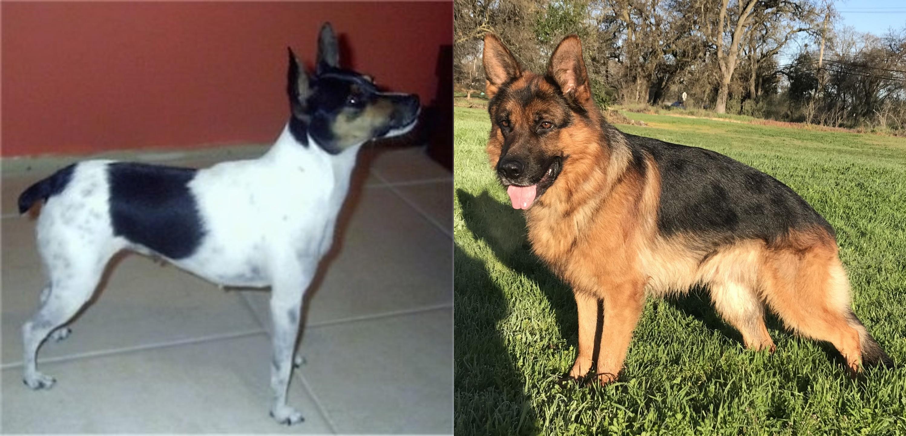 Miniature Fox Terrier vs German Shepherd - Breed Comparison