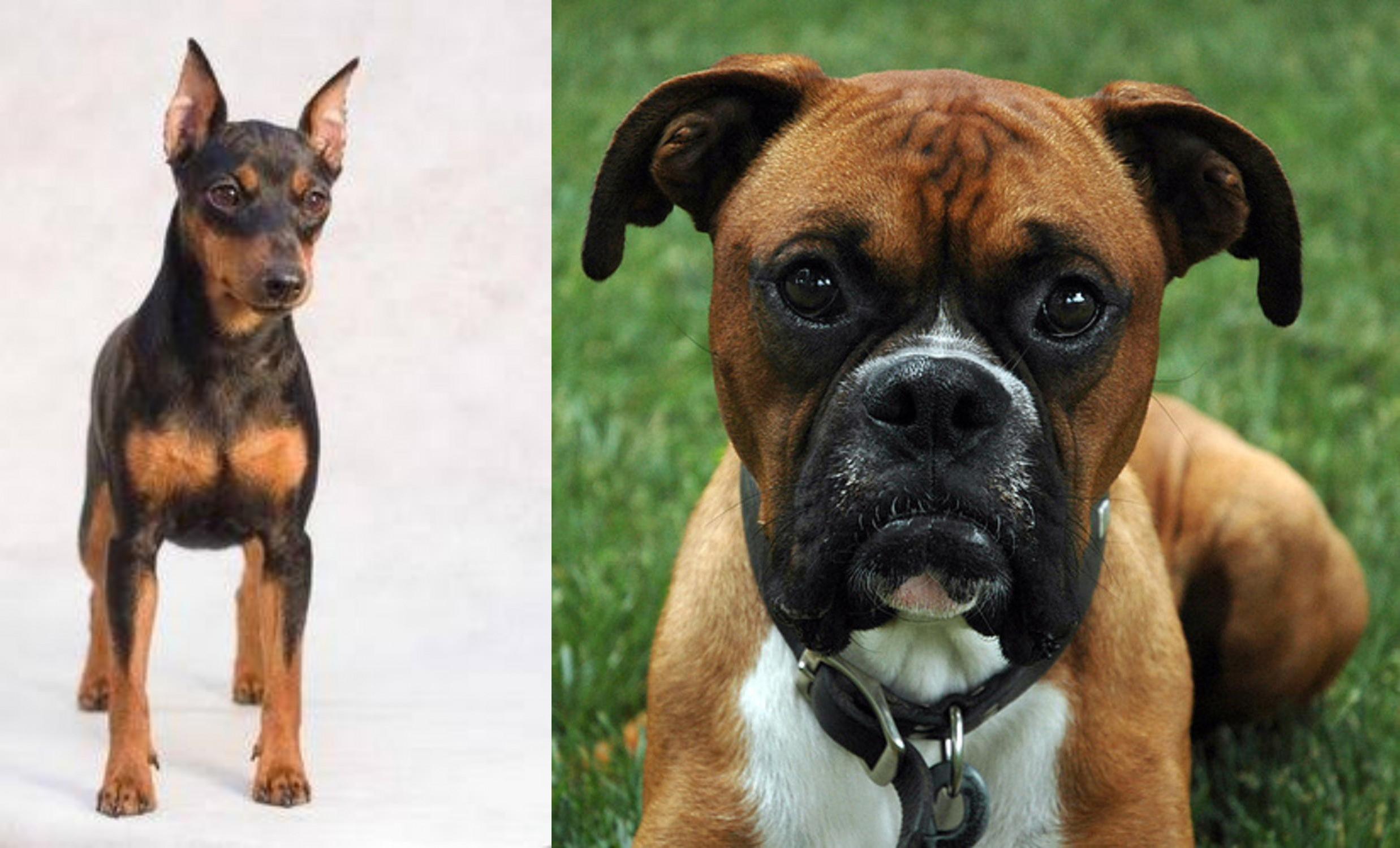 Miniature Pinscher vs Boxer - Breed Comparison | MyDogBreeds