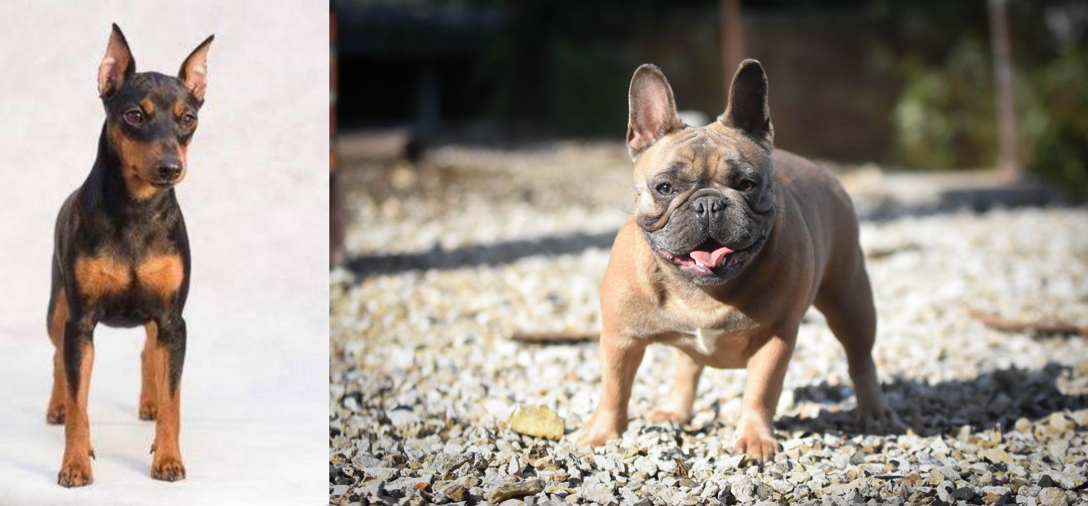 Miniature Pinscher vs French Bulldog - Breed Comparison