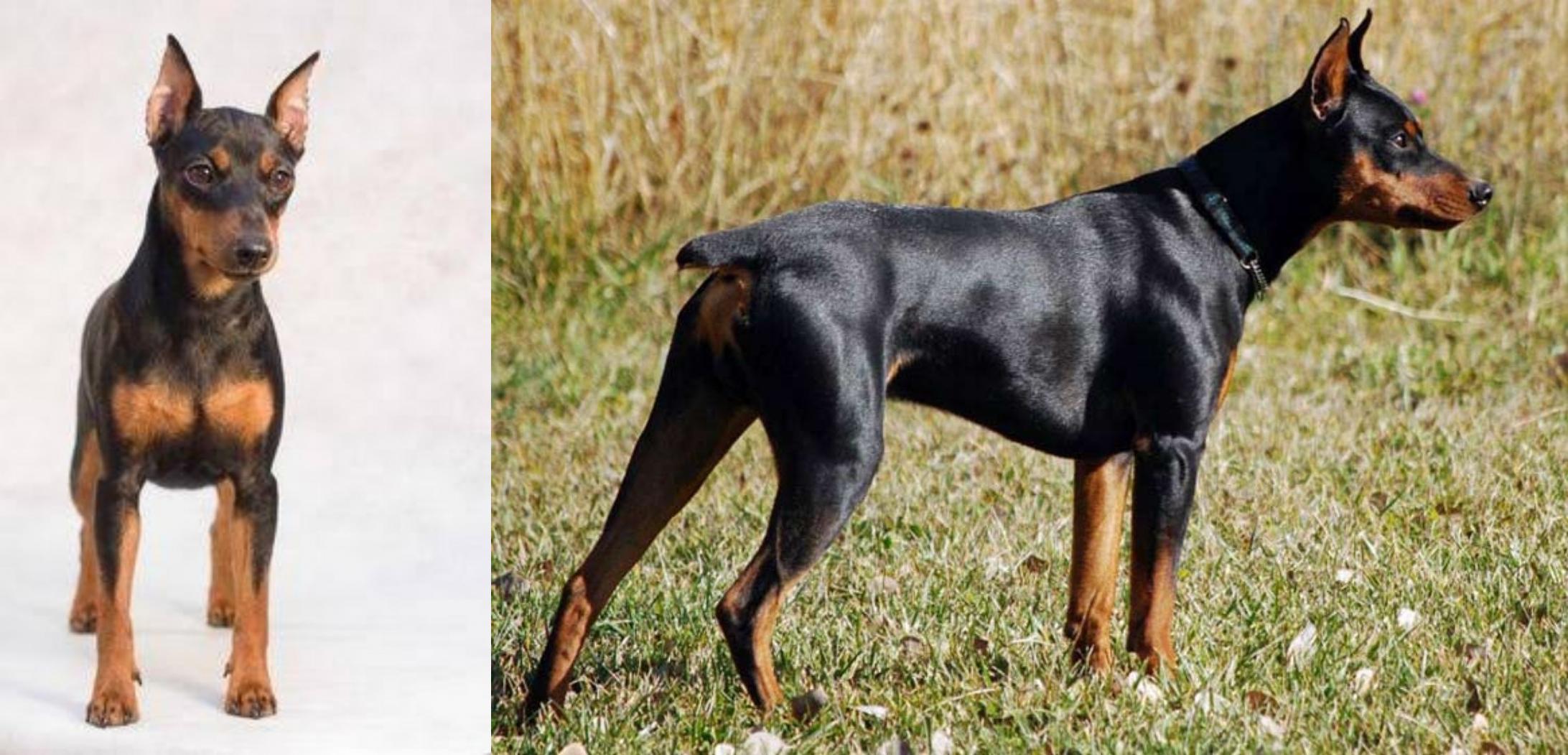 Miniature Pinscher vs German Pinscher - Breed Comparison