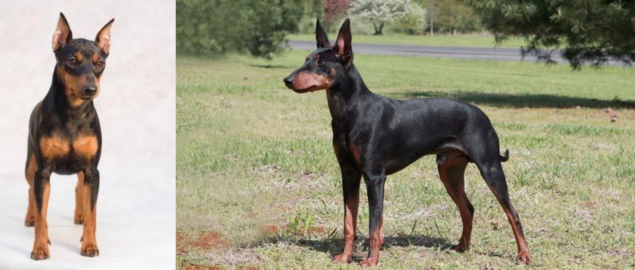 Miniature Pinscher vs Manchester Terrier - Breed Comparison