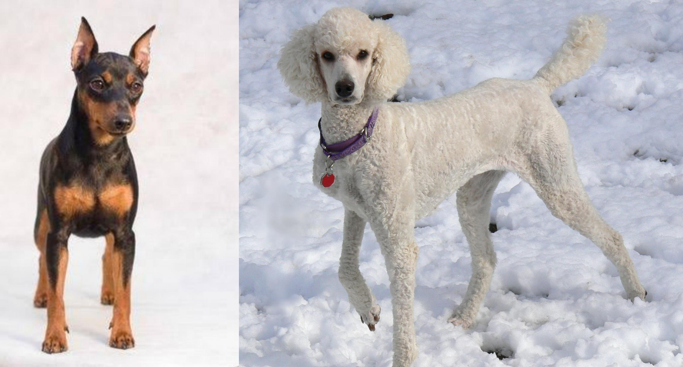 Miniature Pinscher vs Poodle - Breed Comparison | MyDogBreeds