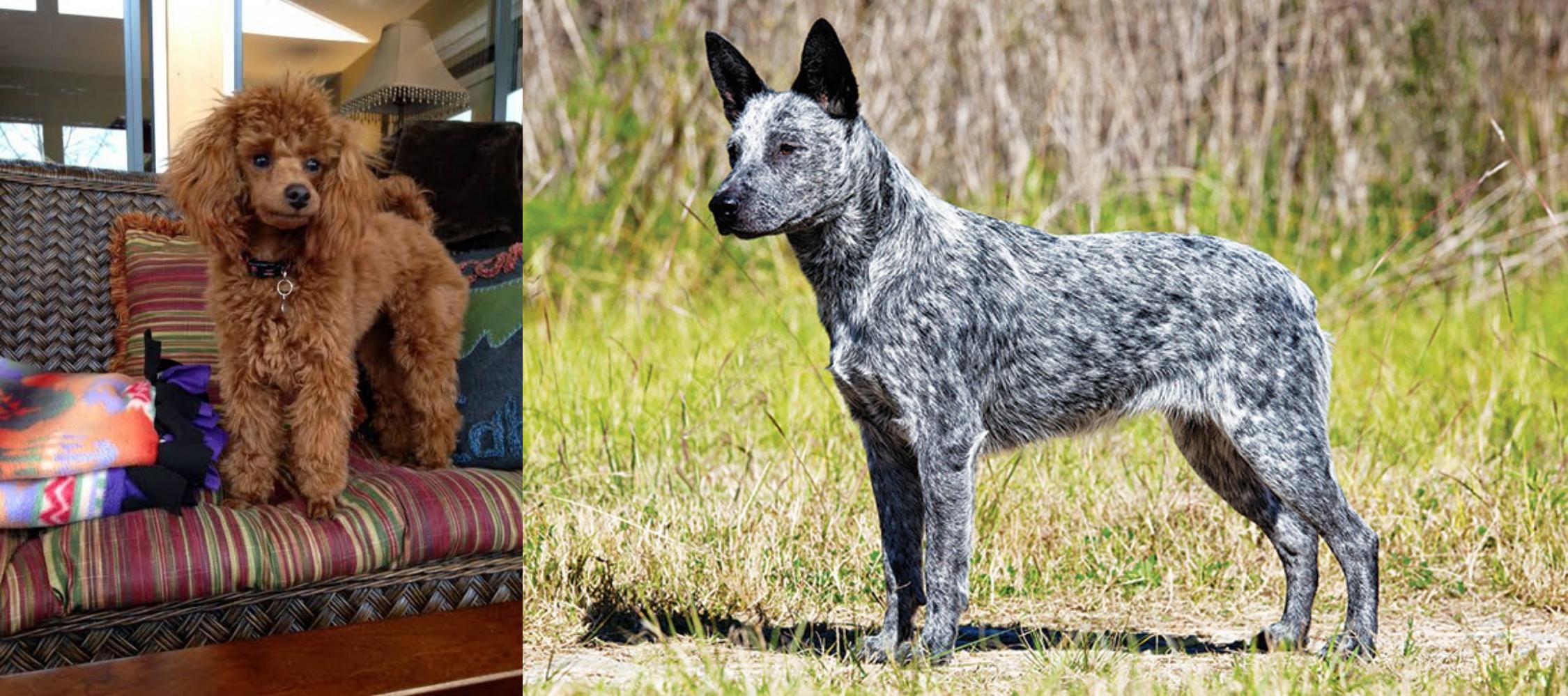 Miniature Poodle vs Australian Stumpy Tail Cattle Dog - Breed Comparison