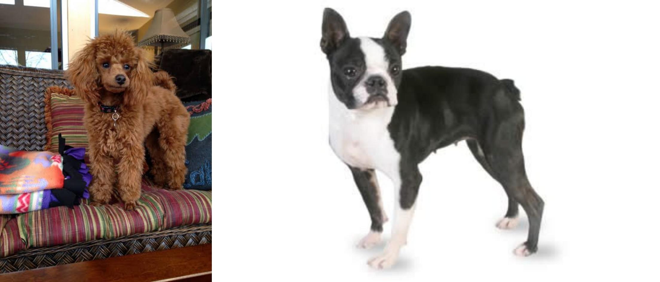 Miniature Poodle vs Boston Terrier - Breed Comparison