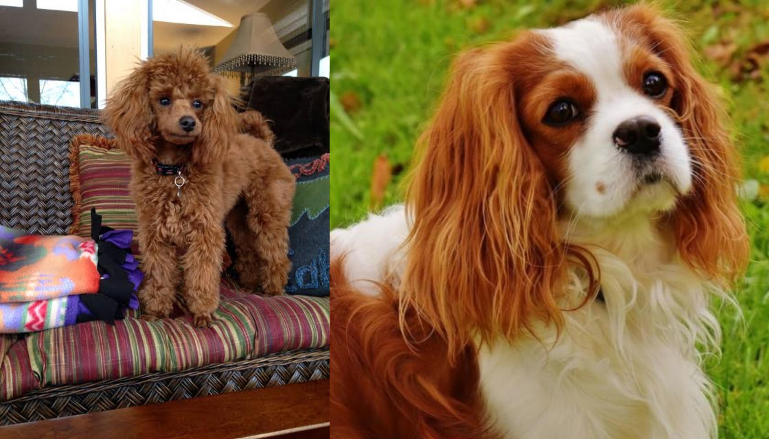 Miniature Poodle vs Cavalier King Charles Spaniel - Breed Comparison
