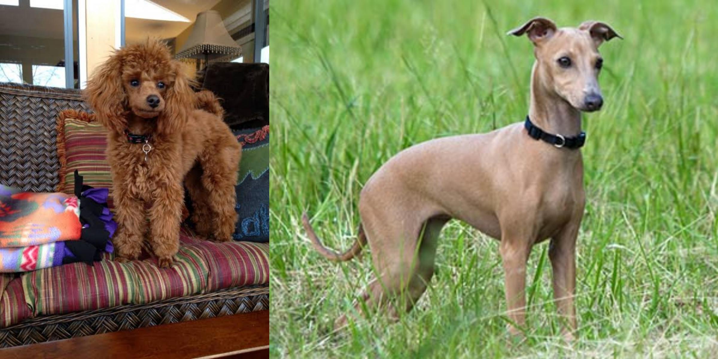 Miniature Poodle vs Italian Greyhound - Breed Comparison