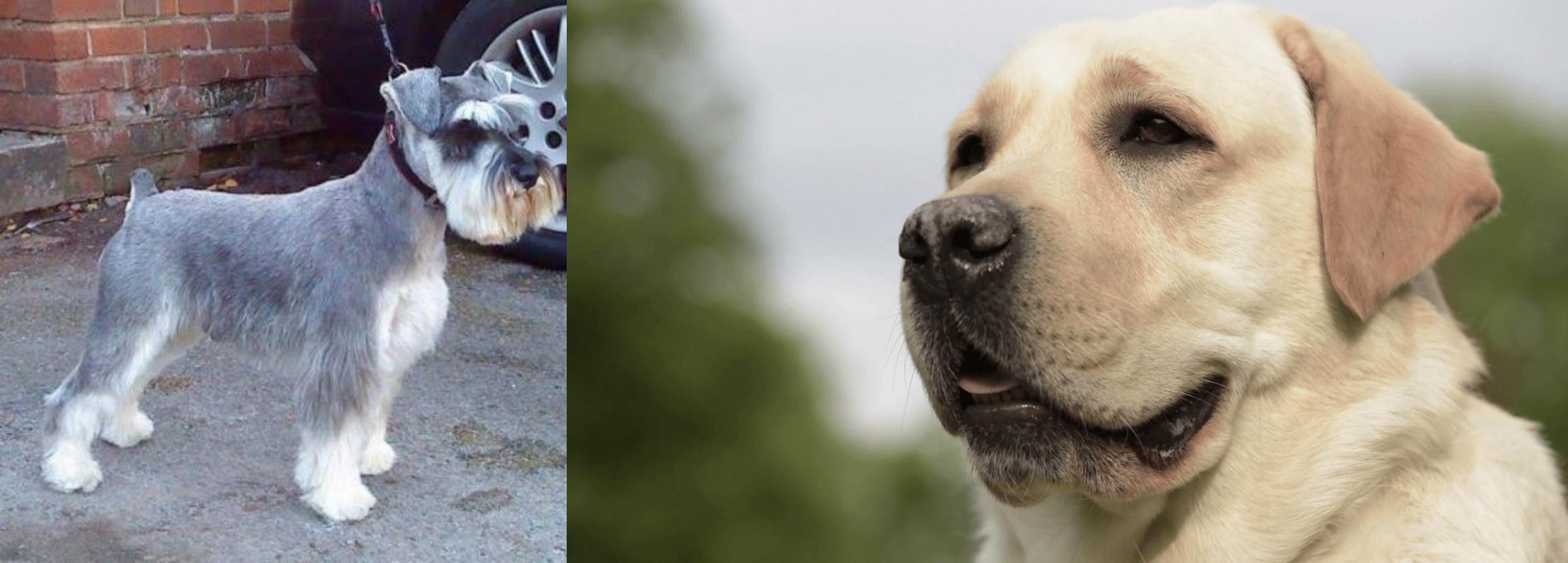 Miniature Schnauzer vs Labrador Retriever - Breed Comparison