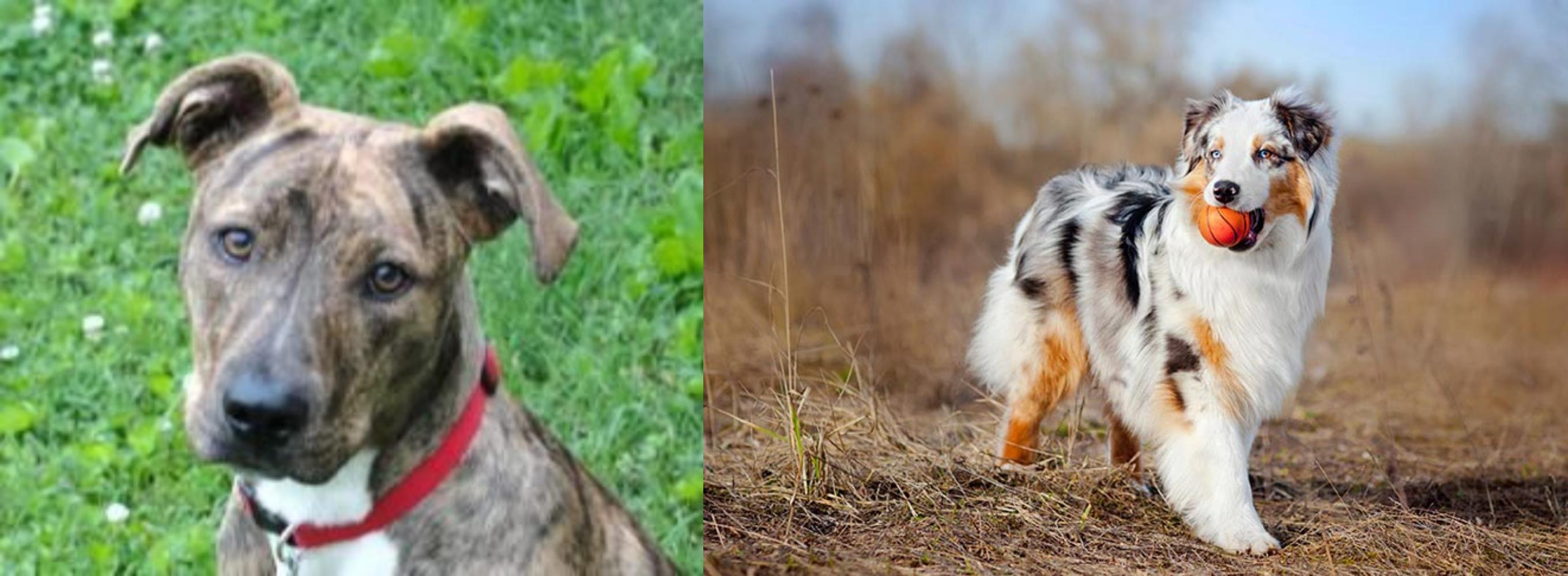 Mountain Cur vs Australian Shepherd - Breed Comparison