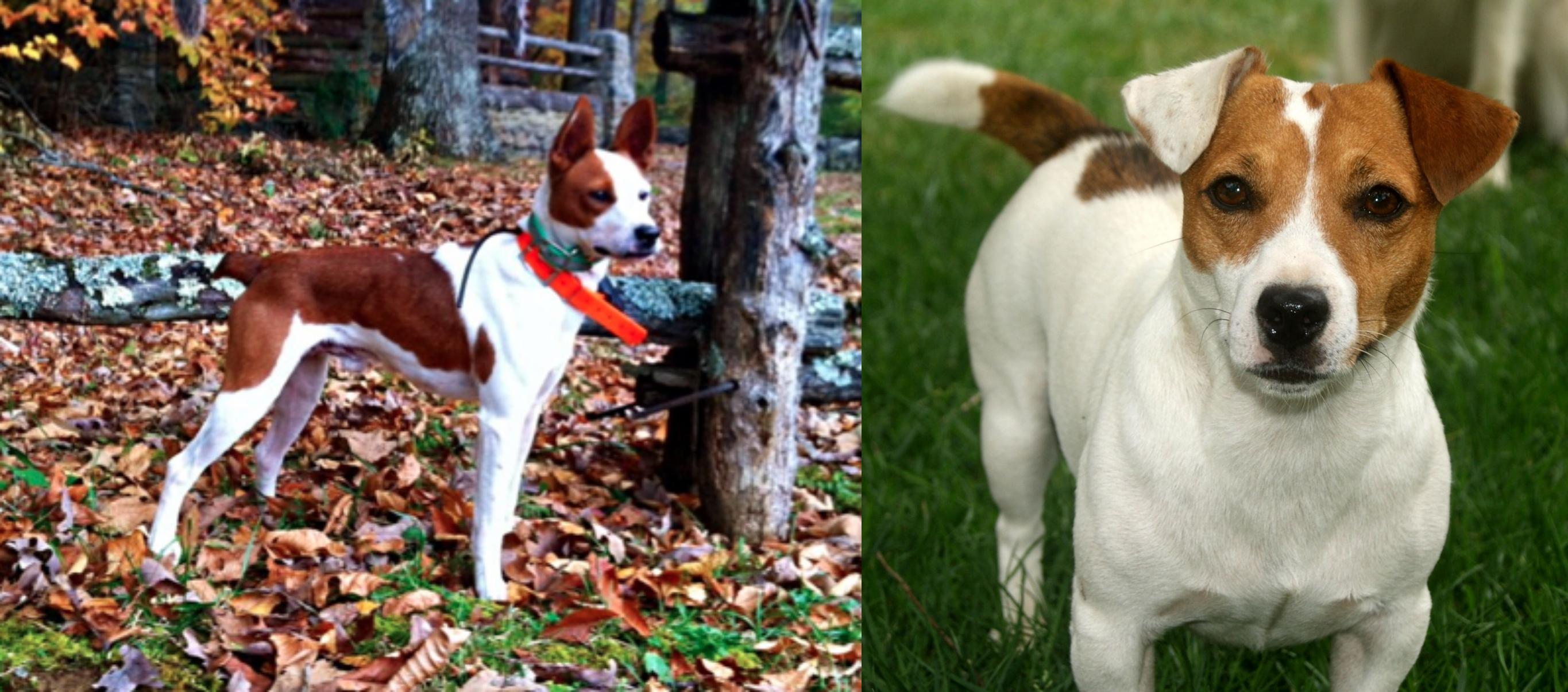 Mountain Feist vs Irish Jack Russell - Breed Comparison