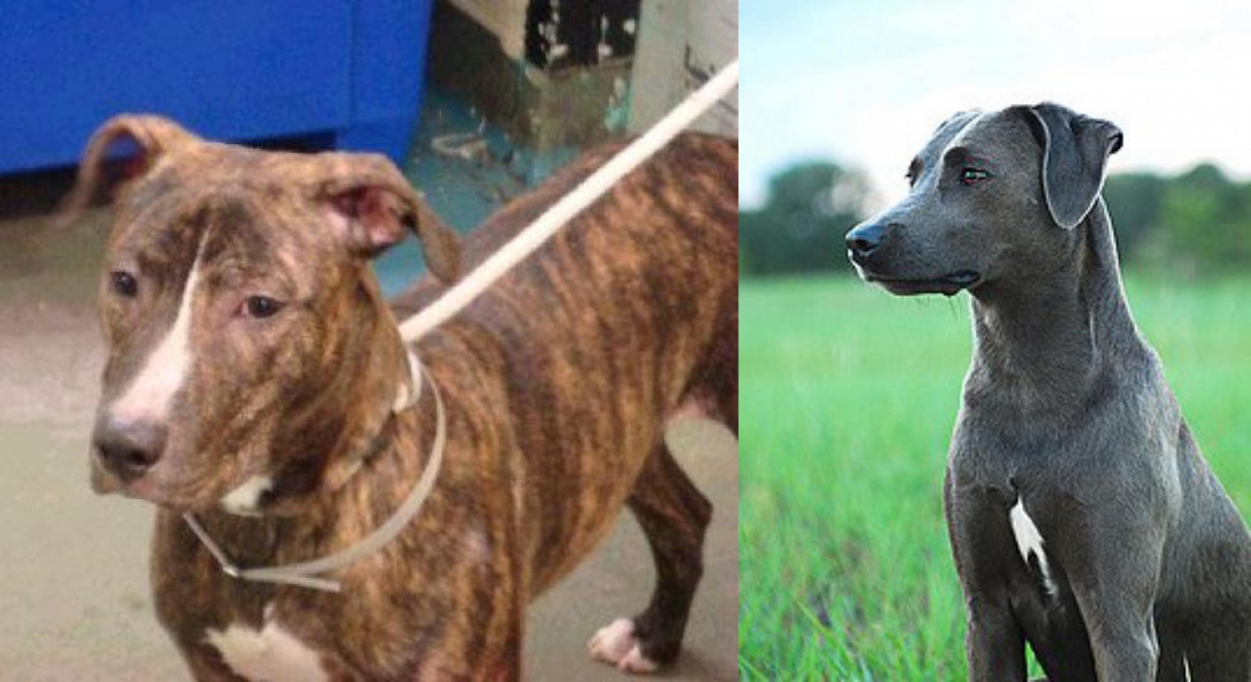 Mountain View Cur vs Blue Lacy - Breed Comparison