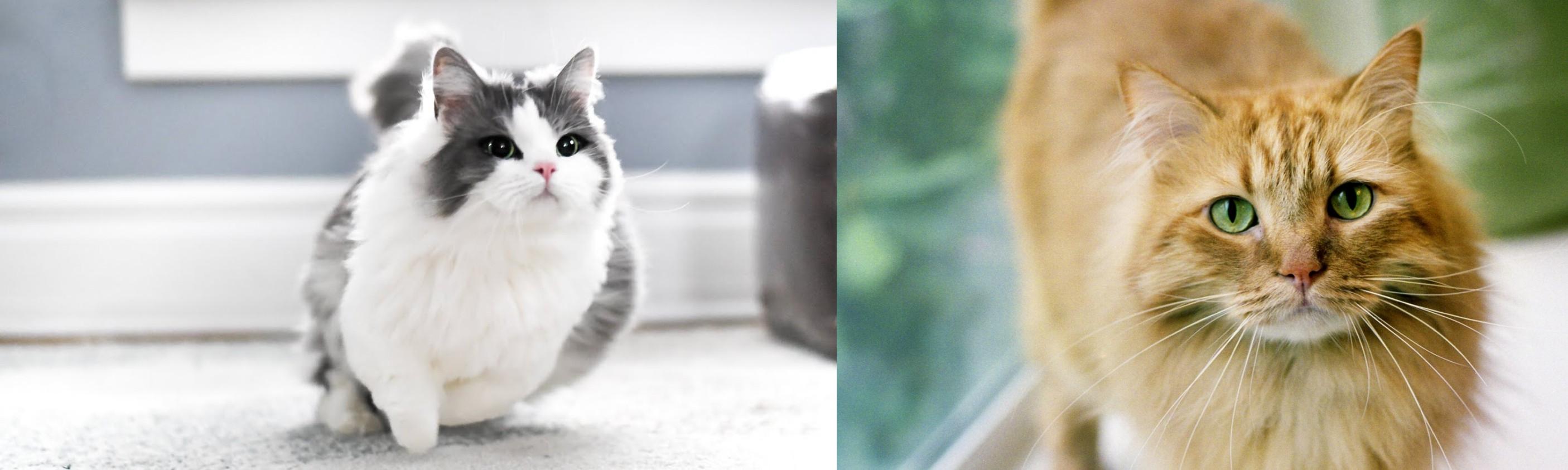 Munchkin vs Ginger Tabby - Breed Comparison | MyCatBreeds
