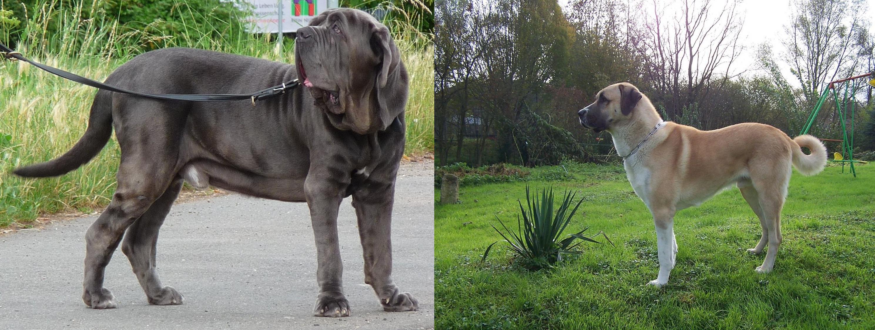 Neapolitan Mastiff vs Anatolian Shepherd - Breed Comparison