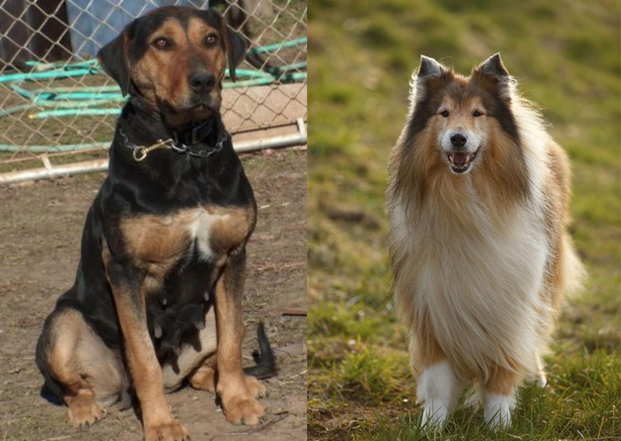New Zealand Huntaway vs Collie - Breed Comparison