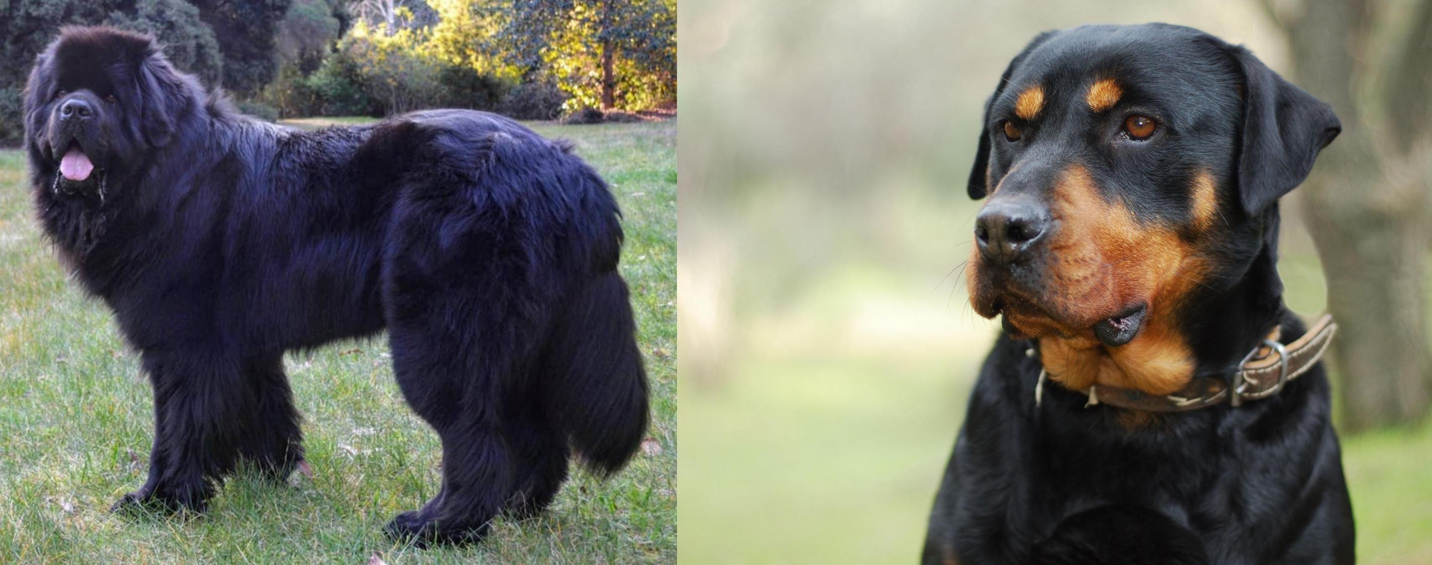 Newfoundland Dog vs Rottweiler - Breed Comparison