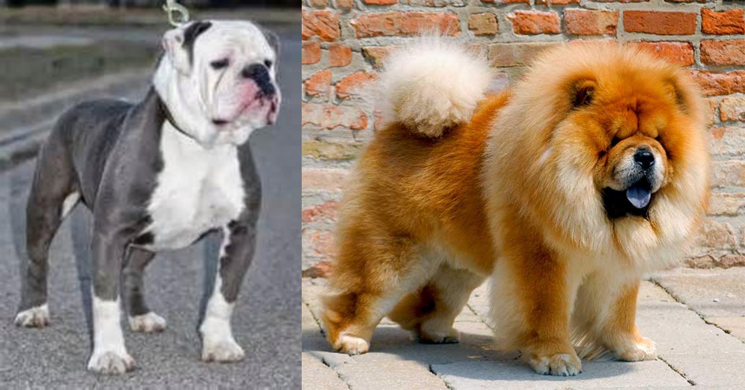 Old English Bulldog vs Chow Chow - Breed Comparison