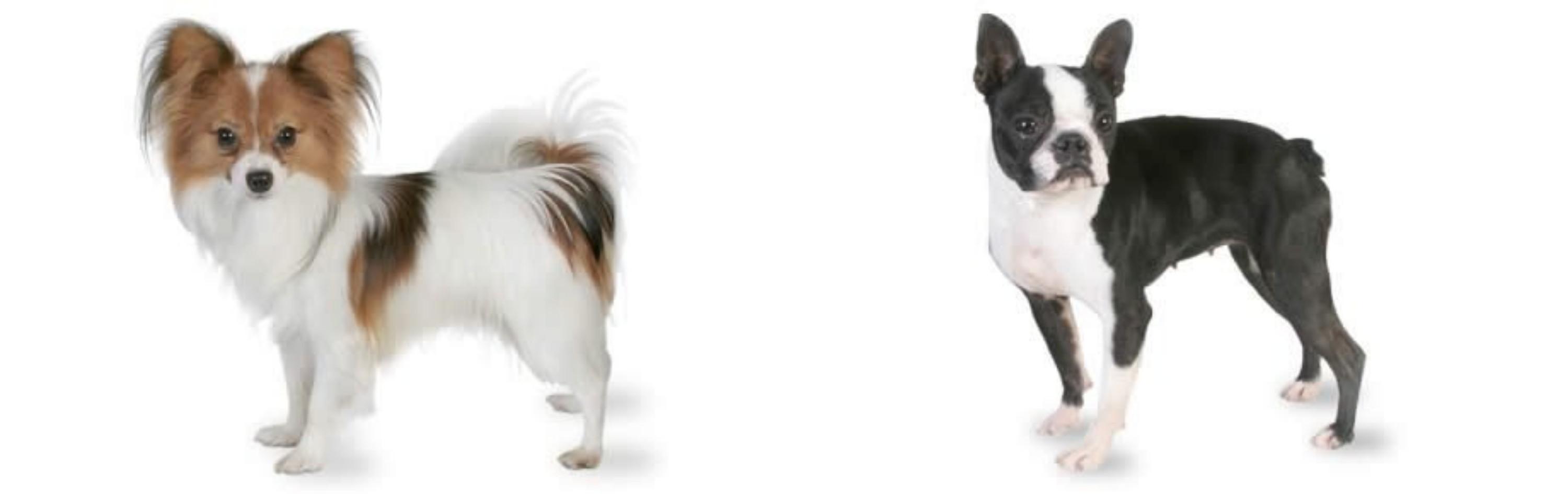 Papillon vs Boston Terrier - Breed Comparison | MyDogBreeds