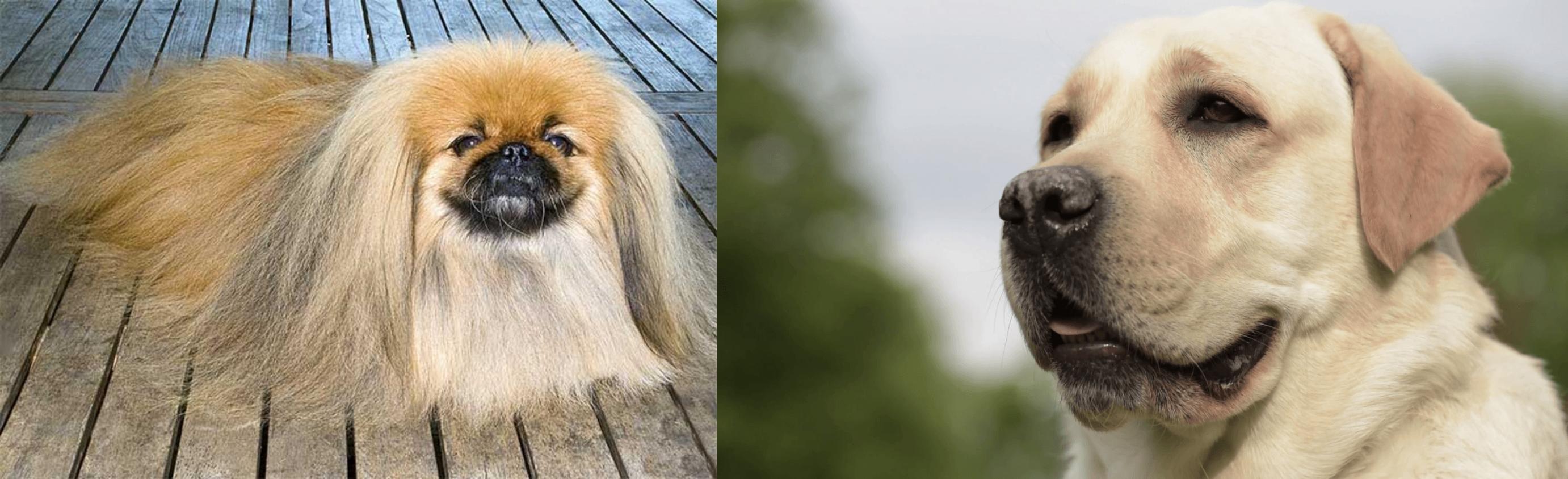 Pekingese vs Labrador Retriever - Breed Comparison