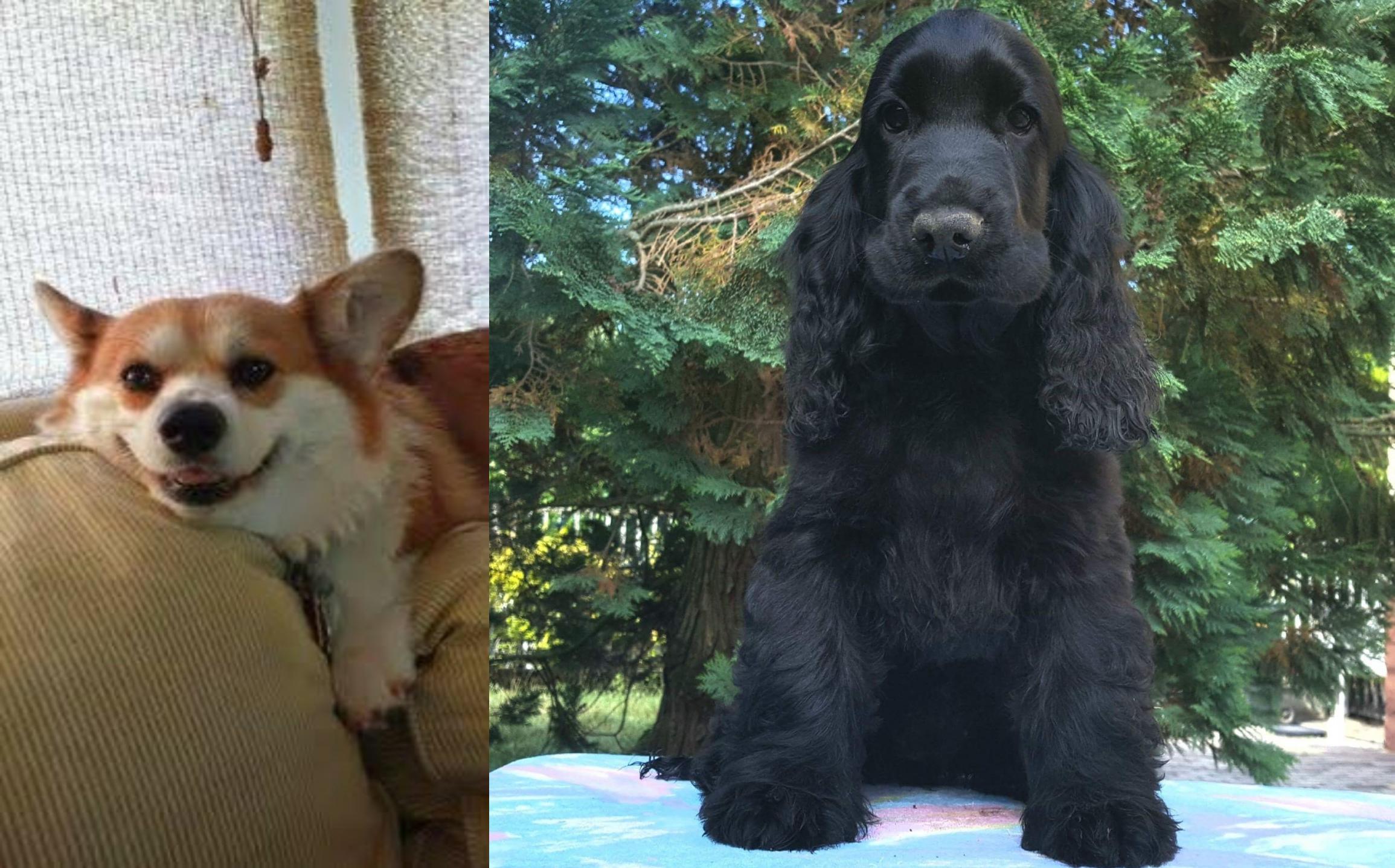 Pembroke Welsh Corgi vs American Cocker Spaniel - Breed Comparison