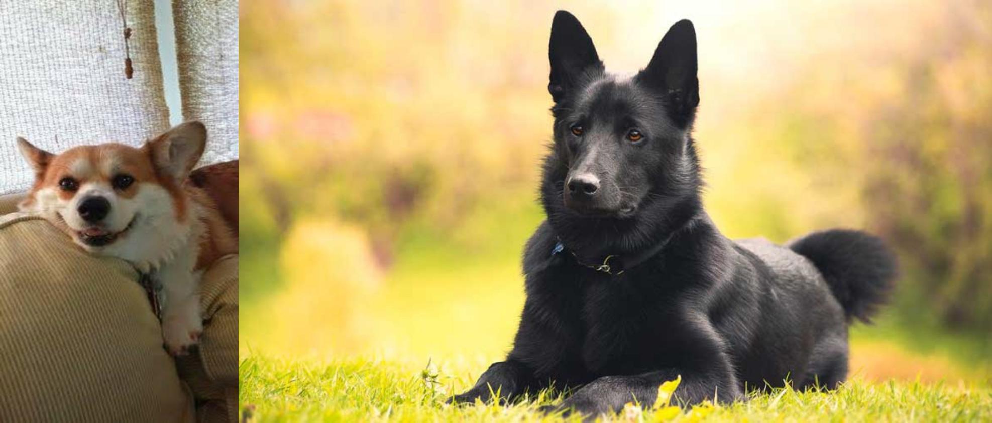 Pembroke Welsh Corgi vs Black Norwegian Elkhound - Breed Comparison