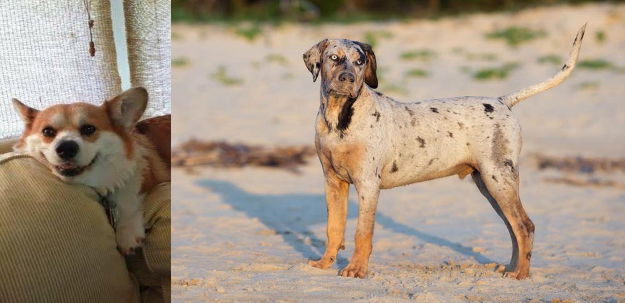 Pembroke Welsh Corgi vs Catahoula Cur - Breed Comparison