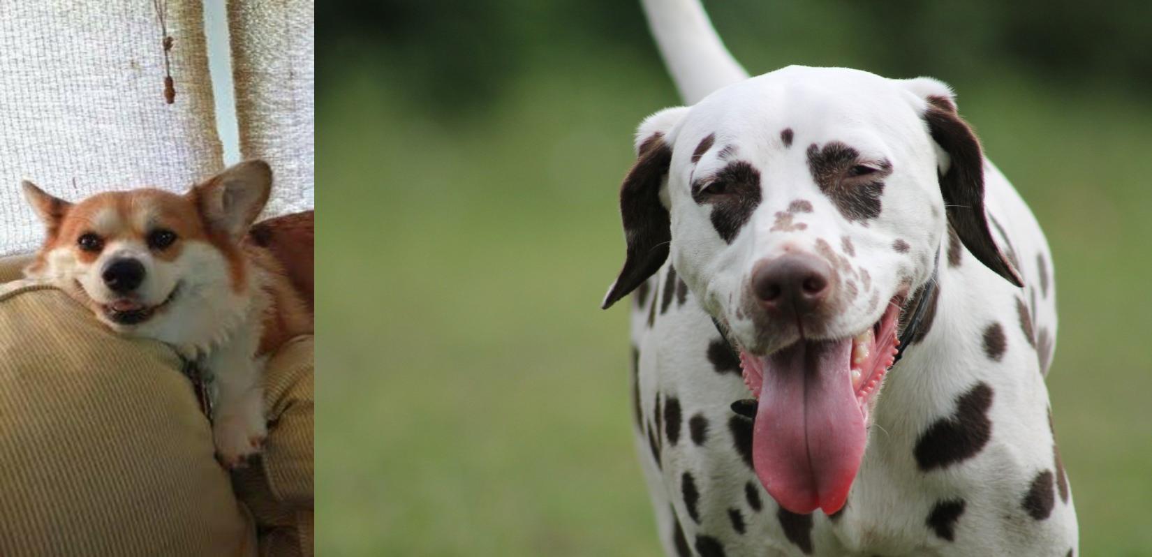 Pembroke Welsh Corgi vs Dalmatian - Breed Comparison