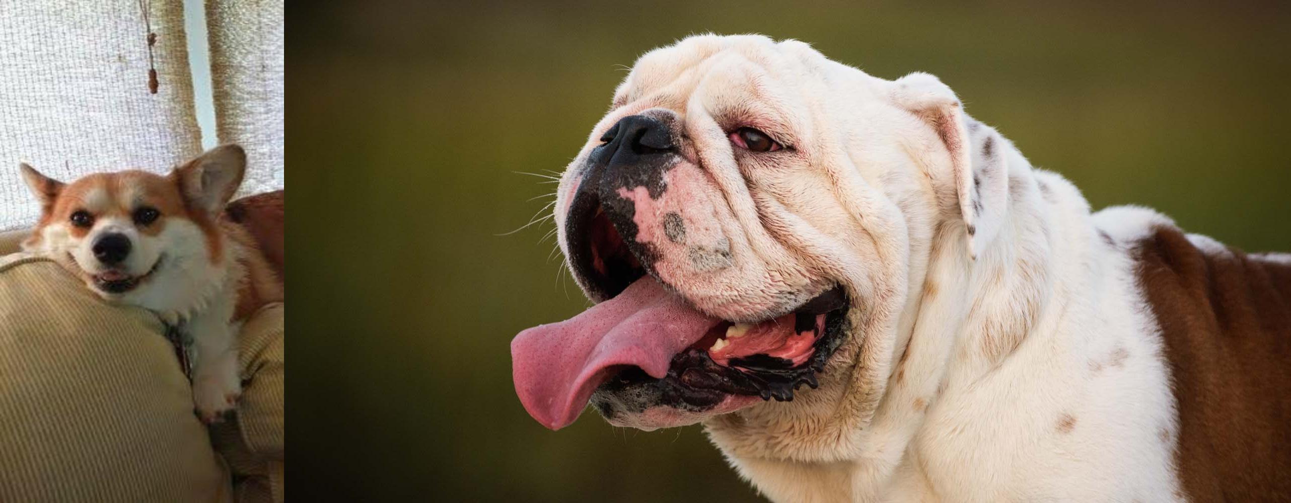 Pembroke Welsh Corgi vs English Bulldog - Breed Comparison