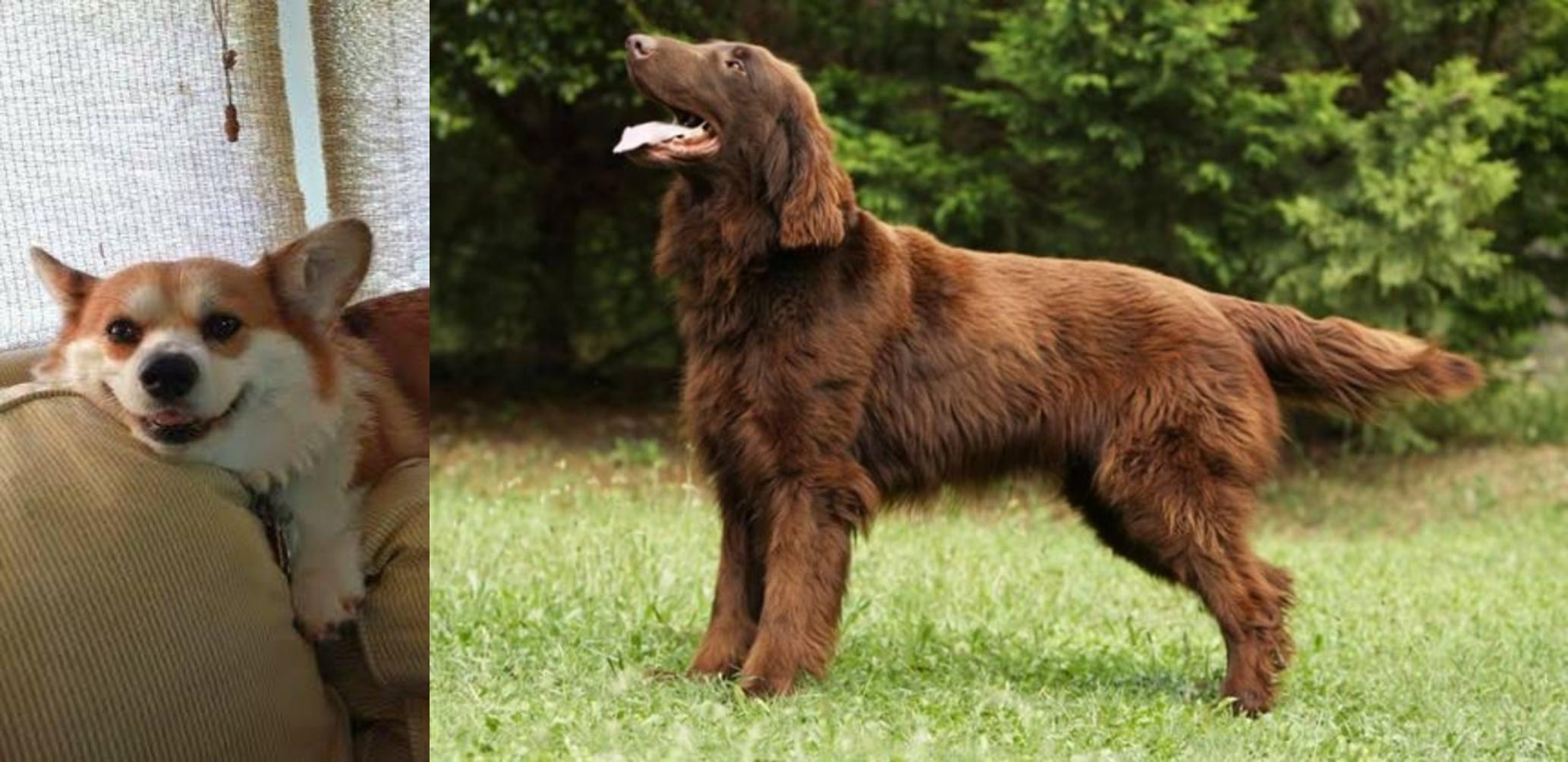 Pembroke Welsh Corgi vs Flat-Coated Retriever - Breed Comparison