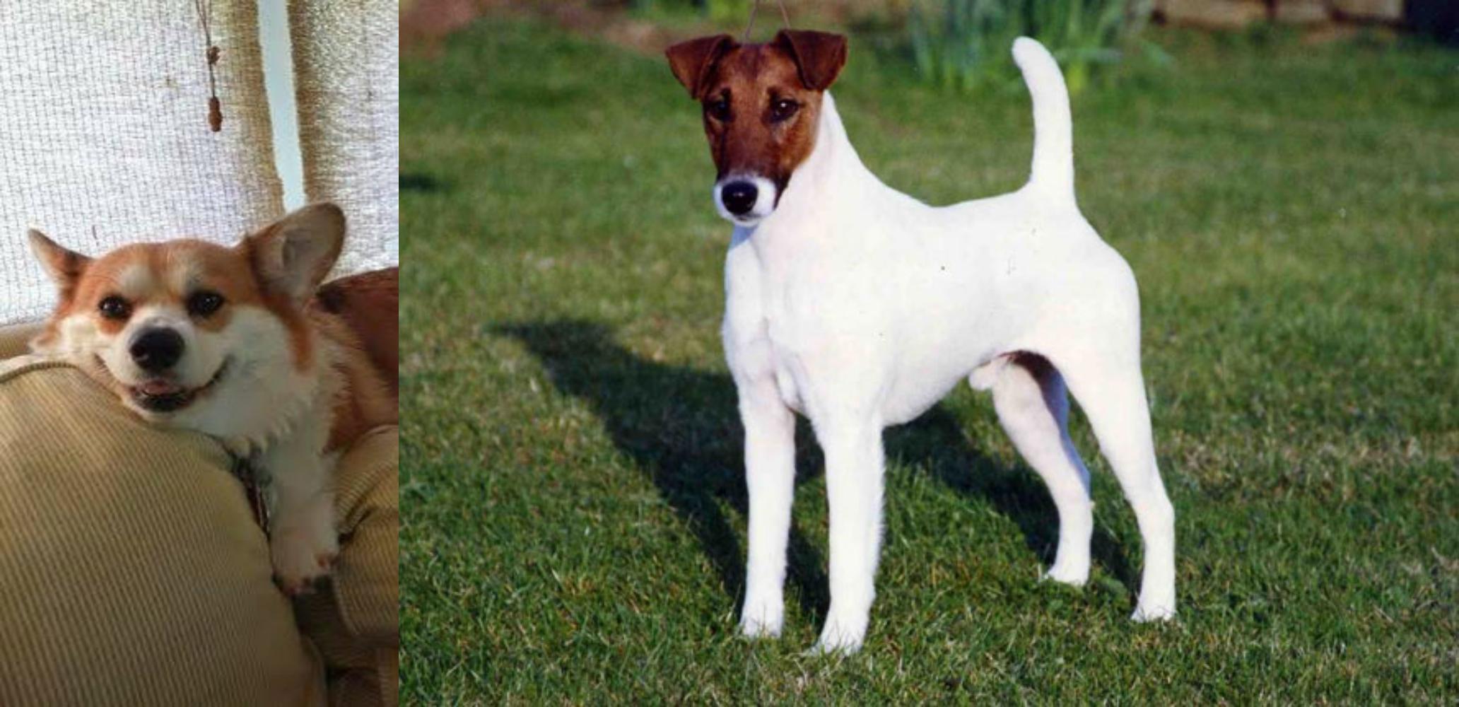 Pembroke Welsh Corgi vs Fox Terrier (Smooth) - Breed Comparison