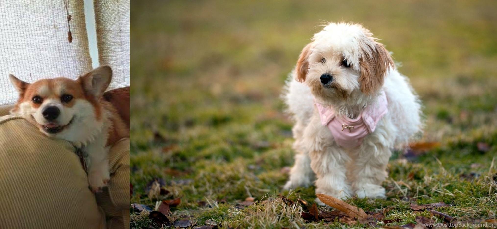 Pembroke Welsh Corgi vs West Highland White Terrier - Breed Comparison