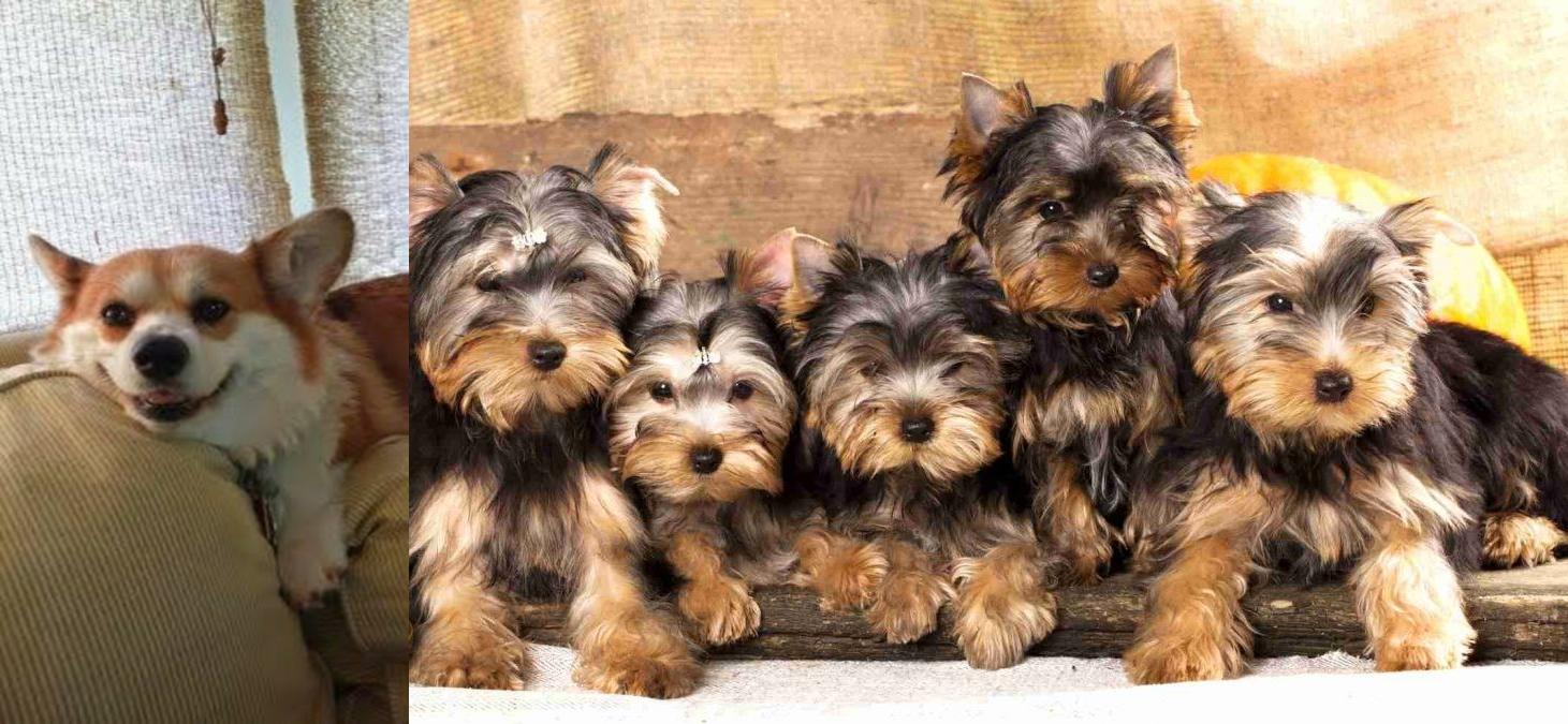 Pembroke Welsh Corgi vs Yorkshire Terrier - Breed Comparison