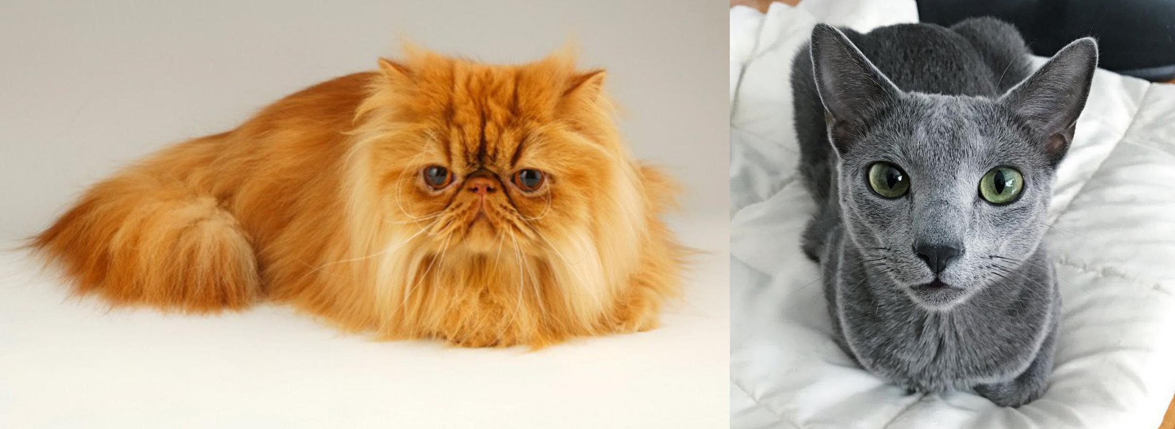Persian vs Blue Russian - Breed Comparison | MyCatBreeds
