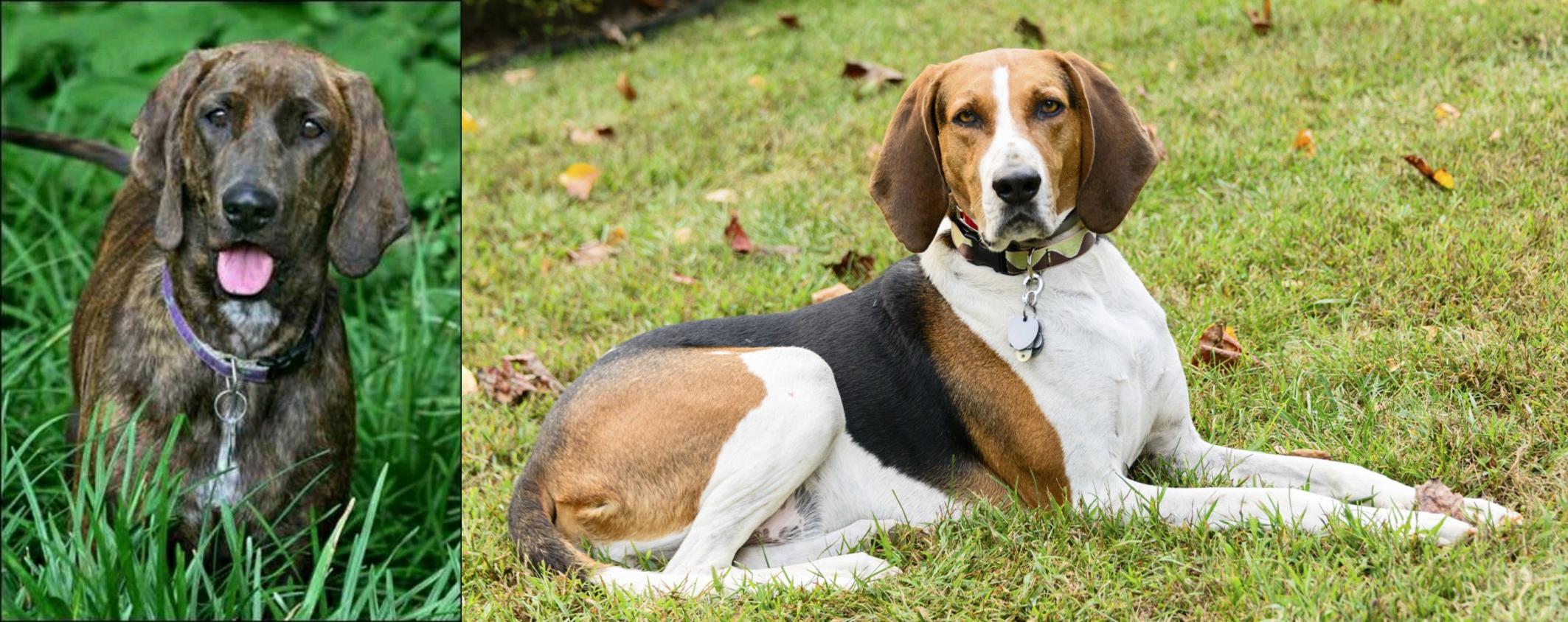Plott Hound vs American English Coonhound - Breed Comparison