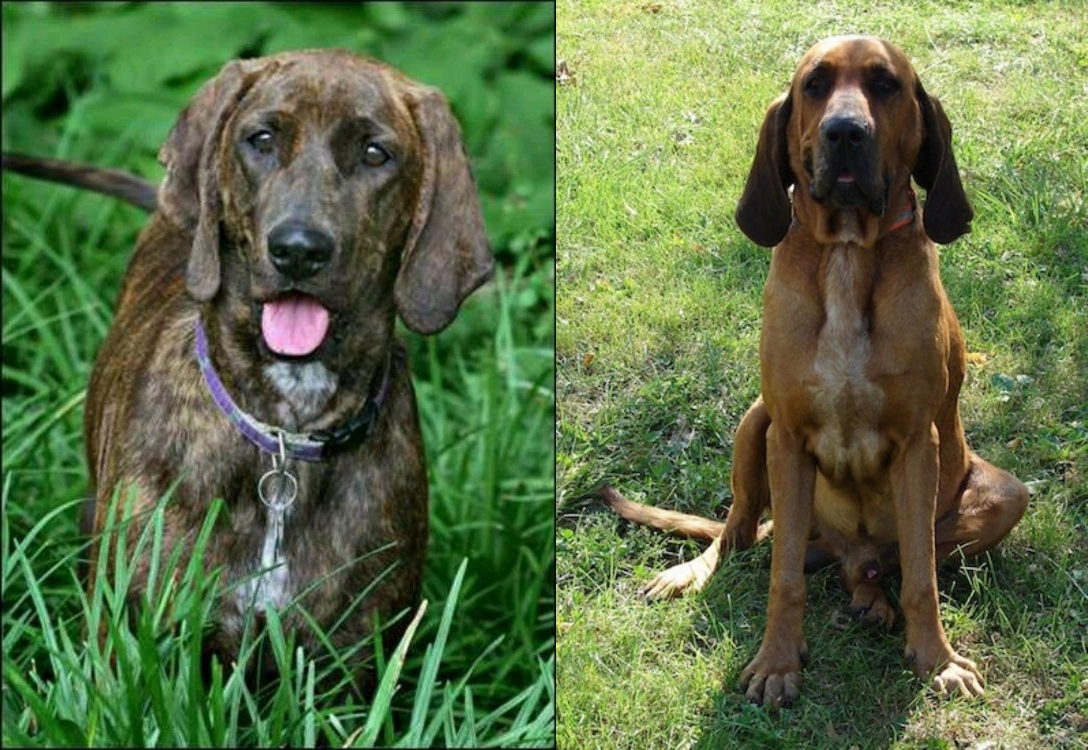 Plott Hound vs Majestic Tree Hound - Breed Comparison