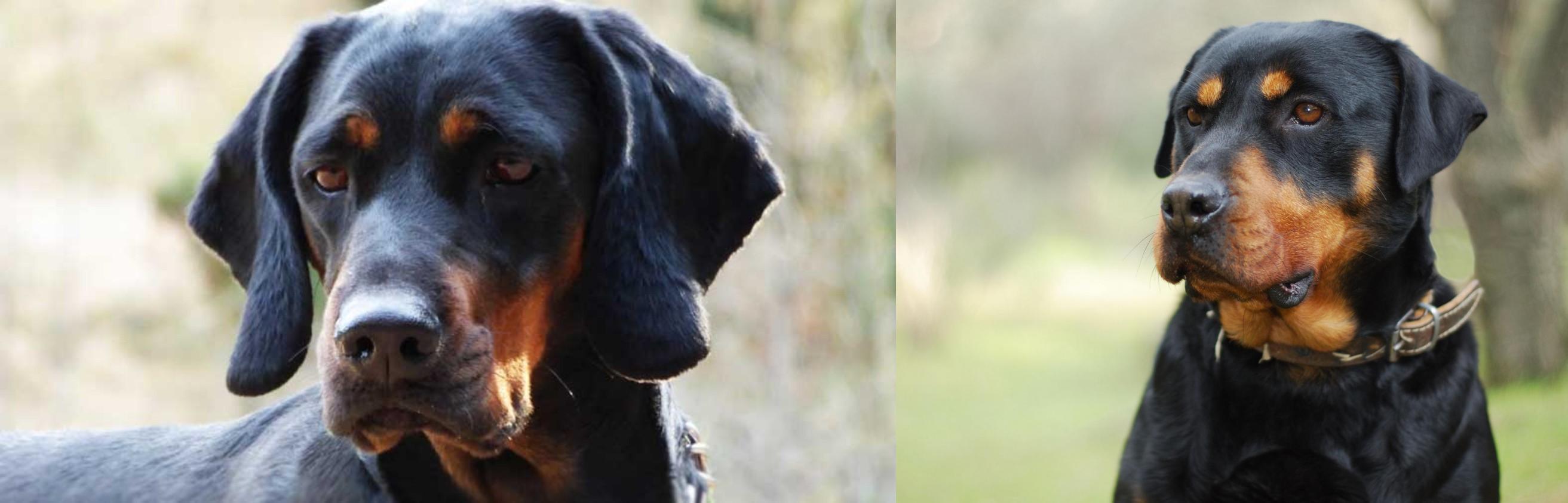 Polish Hunting Dog vs Rottweiler - Breed Comparison