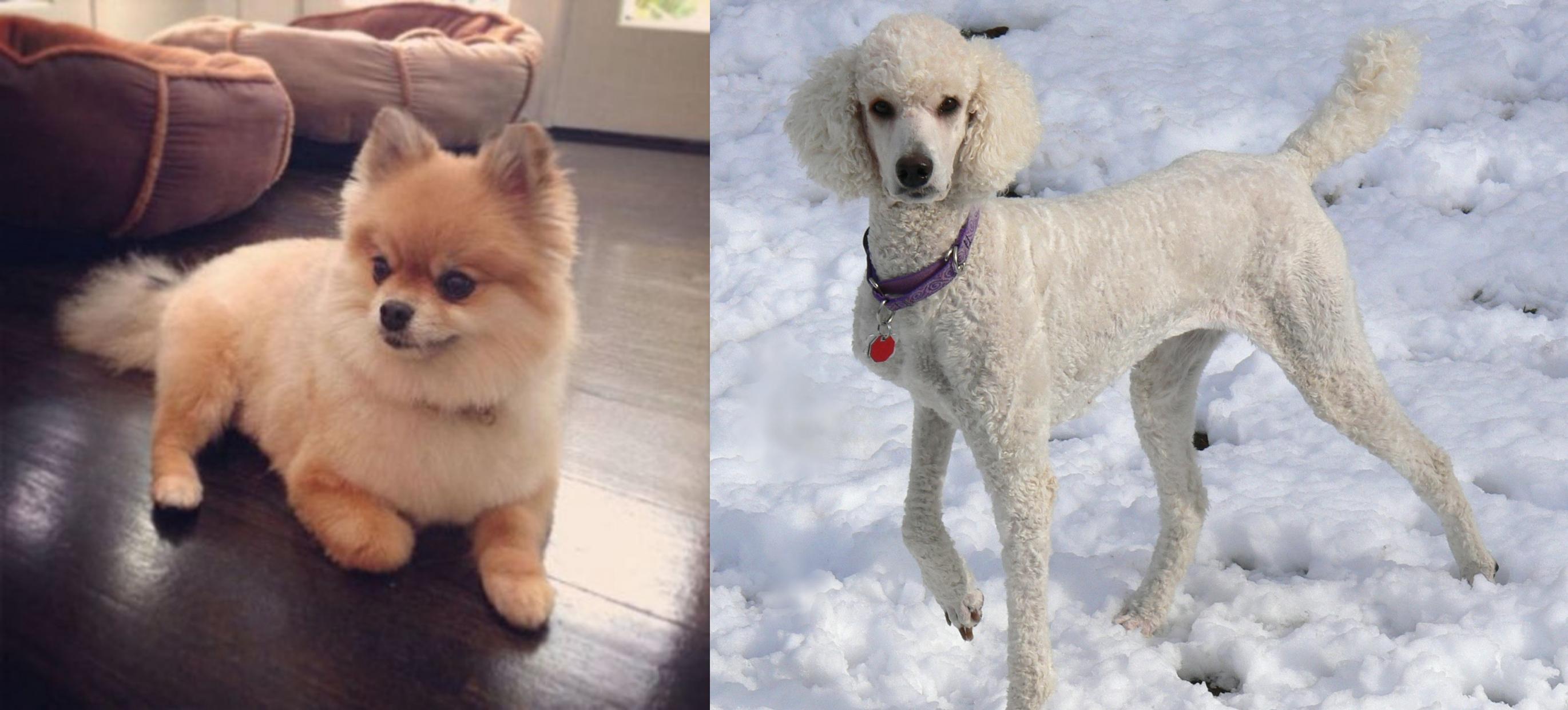 Pomeranian vs Poodle - Breed Comparison | MyDogBreeds