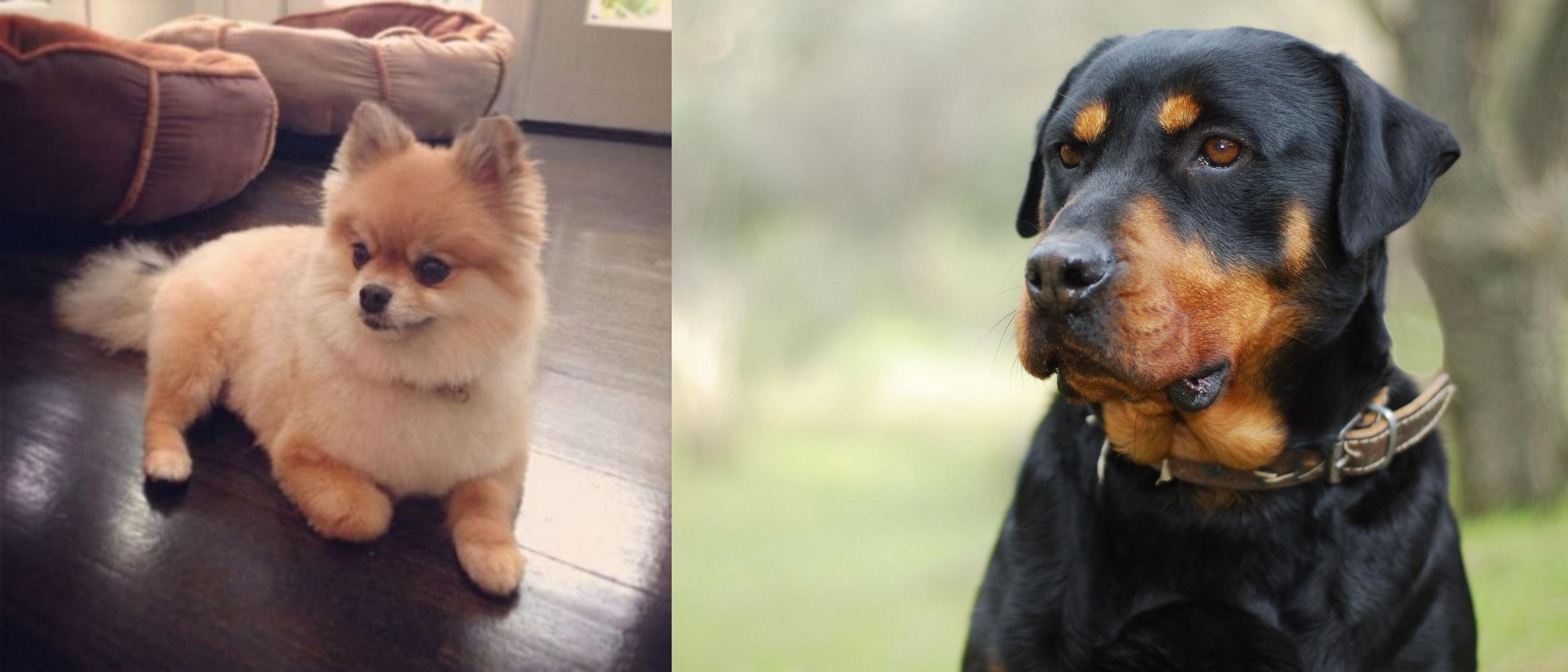 Pomeranian vs Rottweiler - Breed Comparison | MyDogBreeds