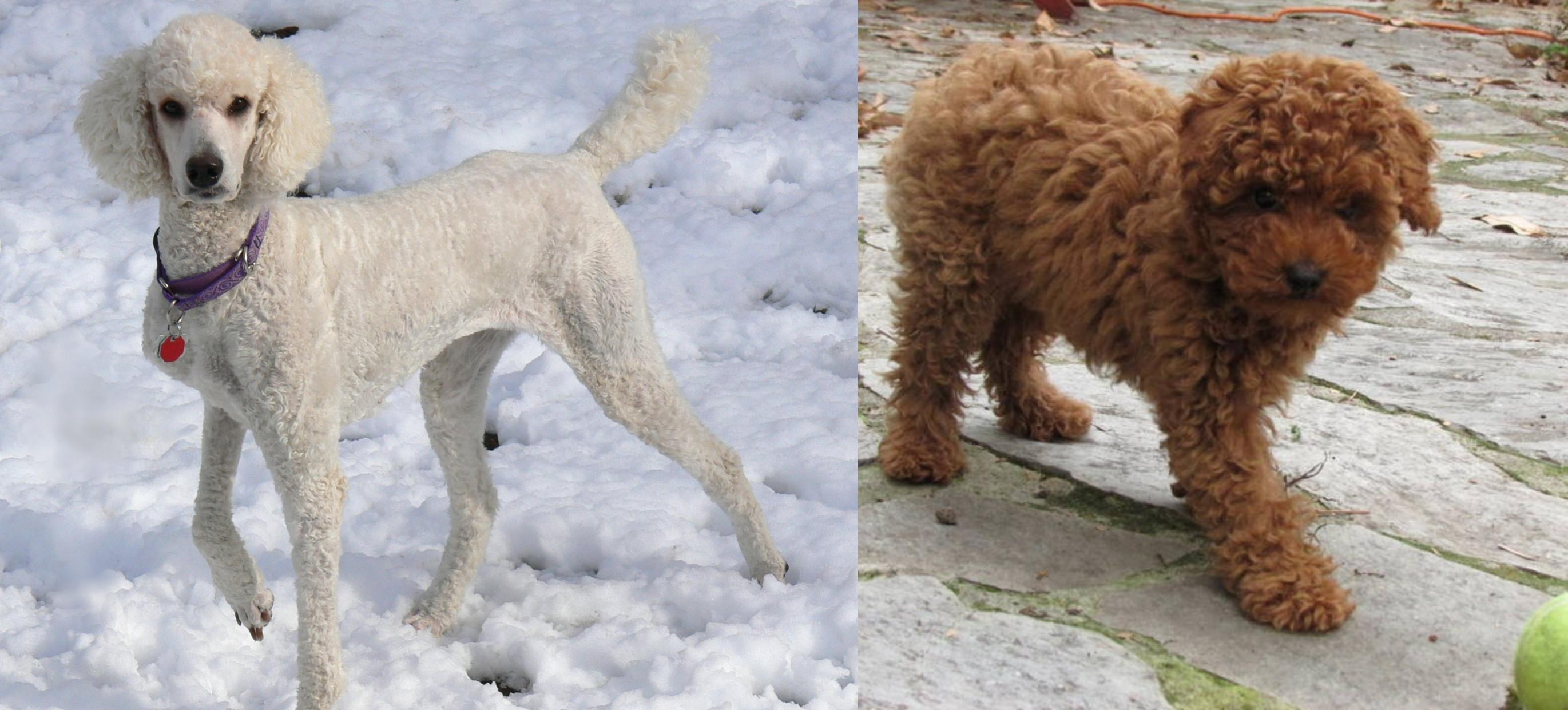Toy Poodle vs Poodle - Breed Comparison | Petzlover