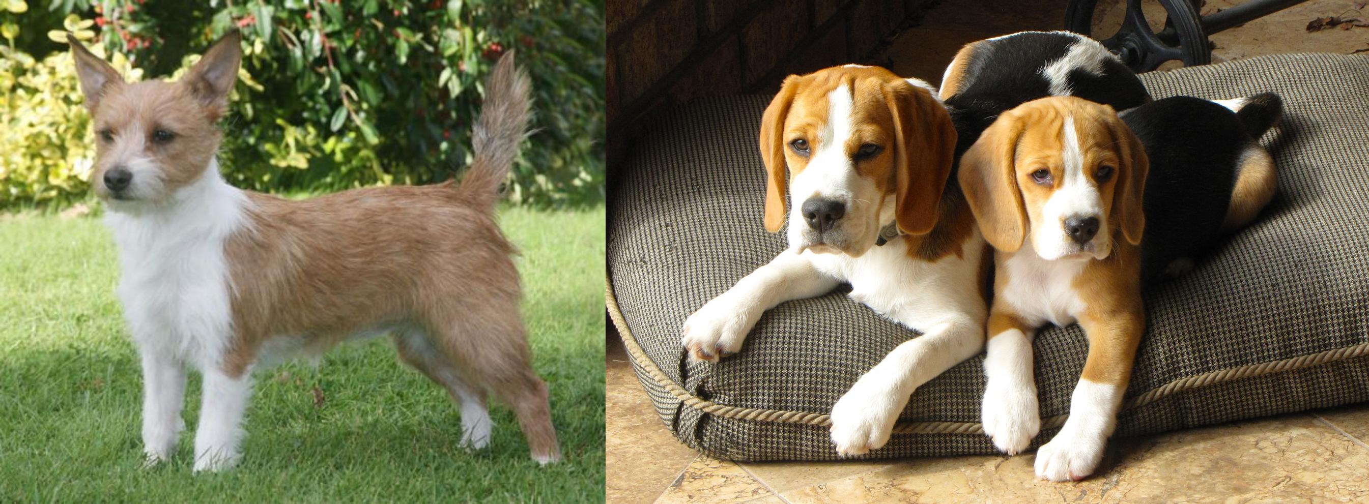 Portuguese Podengo vs Beagle - Breed Comparison | MyDogBreeds