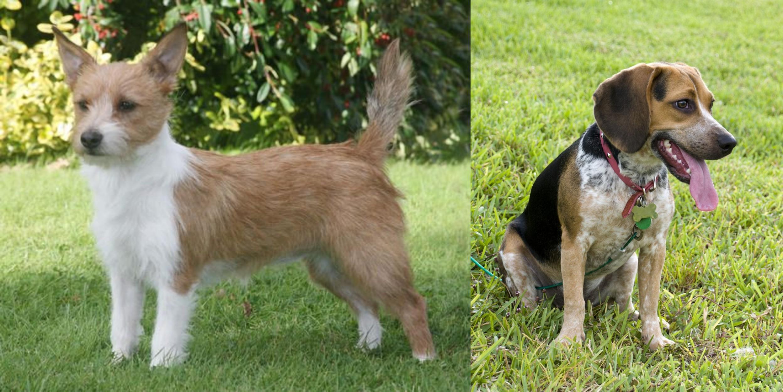 Portuguese Podengo vs Bluetick Beagle - Breed Comparison