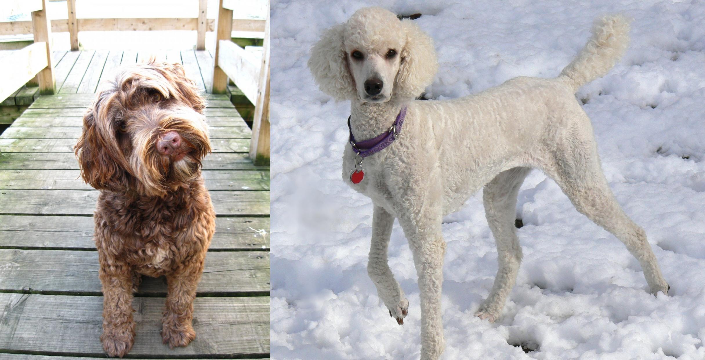 Portuguese Water Dog vs Poodle - Breed Comparison