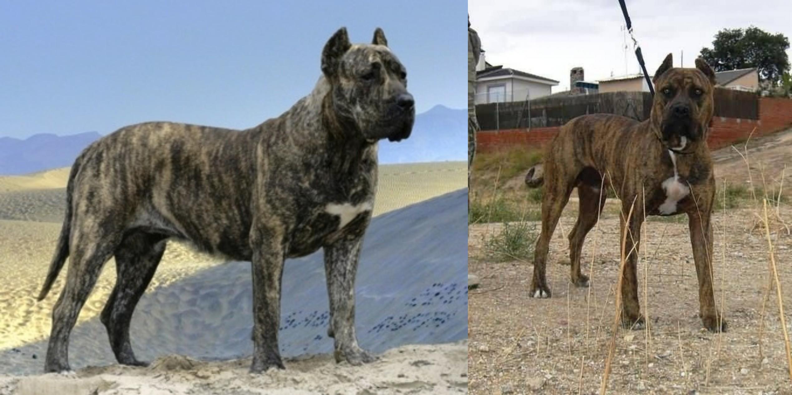 Presa Canario vs Perro de Toro - Breed Comparison